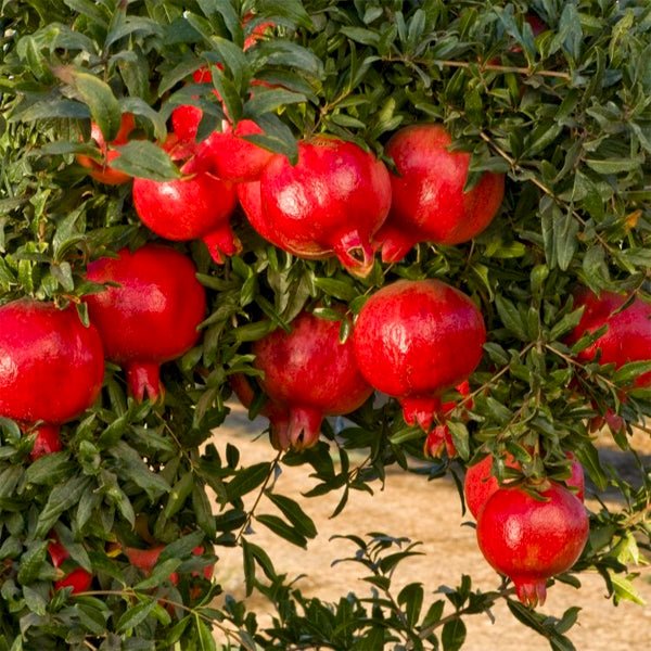Pomegranate, Anar – Plant – My Green Plant